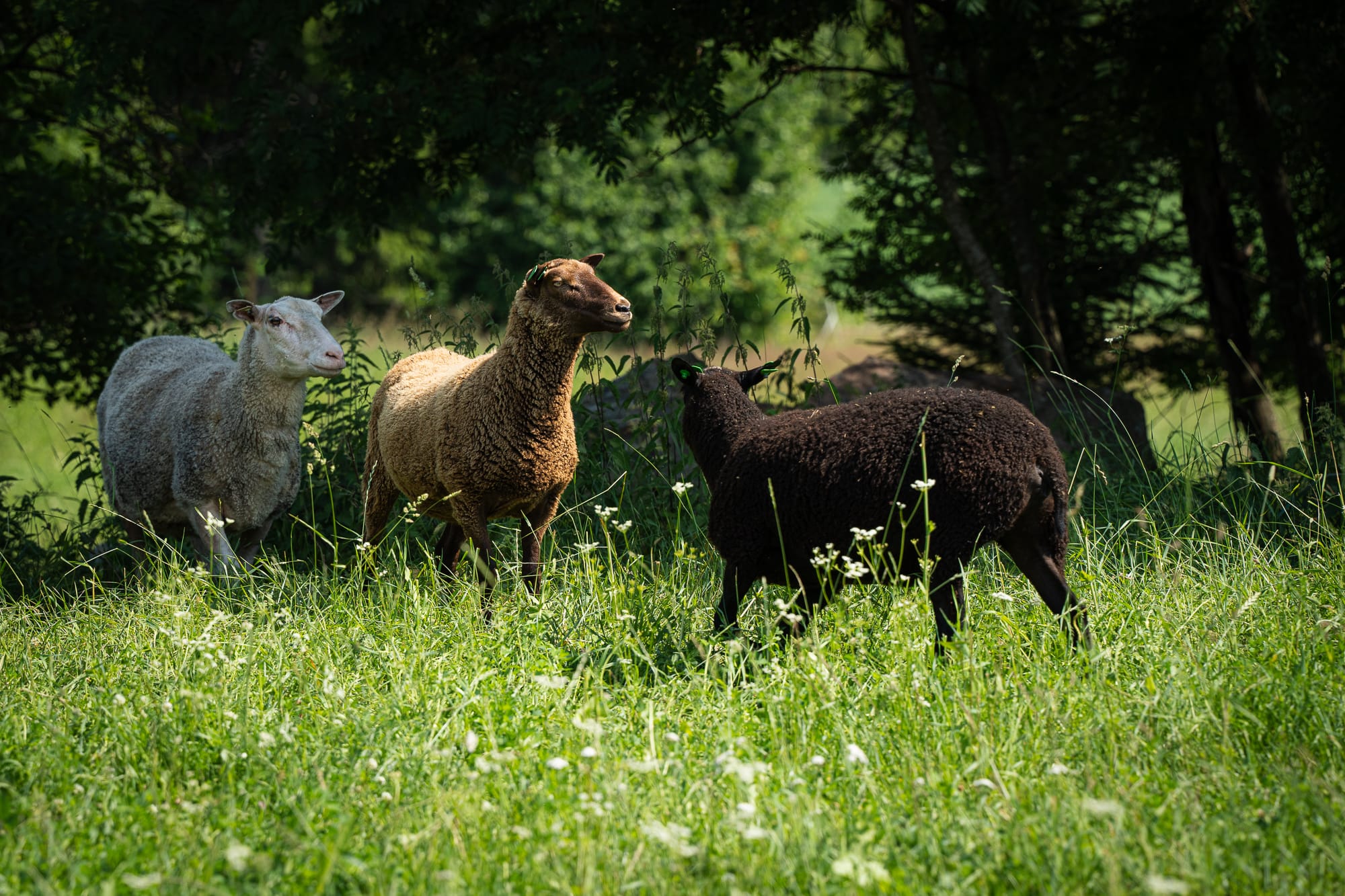Lammas- ja vuohitalous - Opi maasta ja metsästä