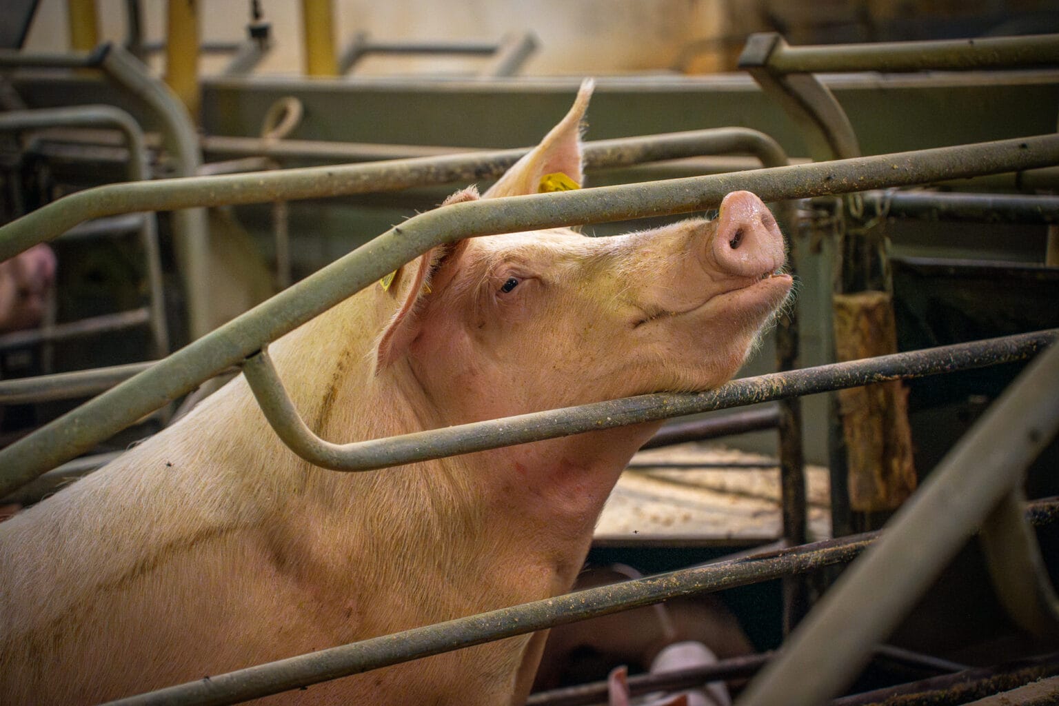 Sianlihantuotanto - Opi maasta ja metsästä