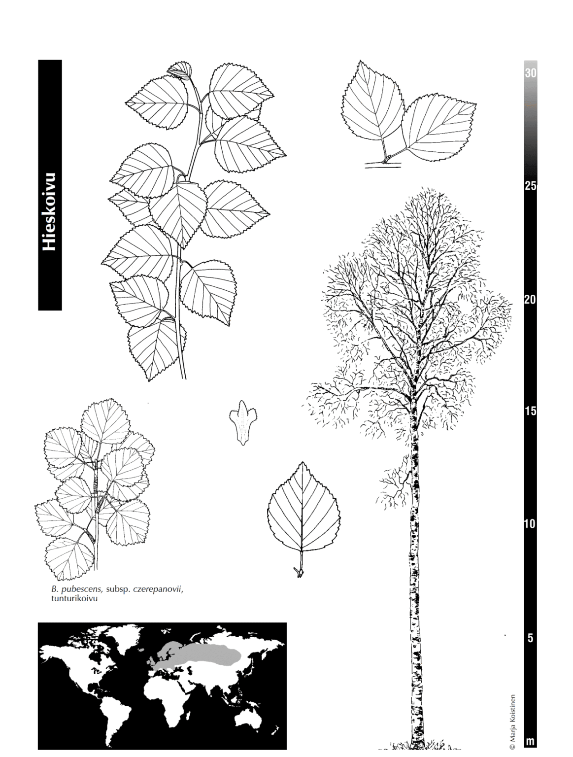 Metsät - Opi maasta ja metsästä